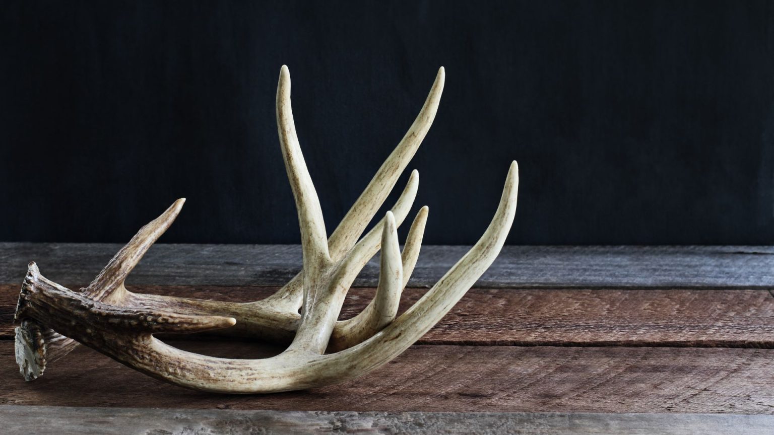 Benefits Of Deer Antler For Health: A Comprehensive Guide